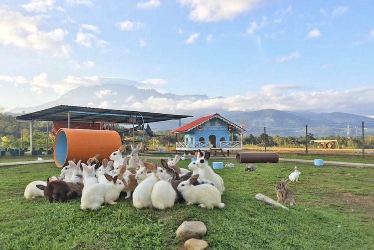 Mount Kinabalu Sky Bike kian menjadi tumpuan